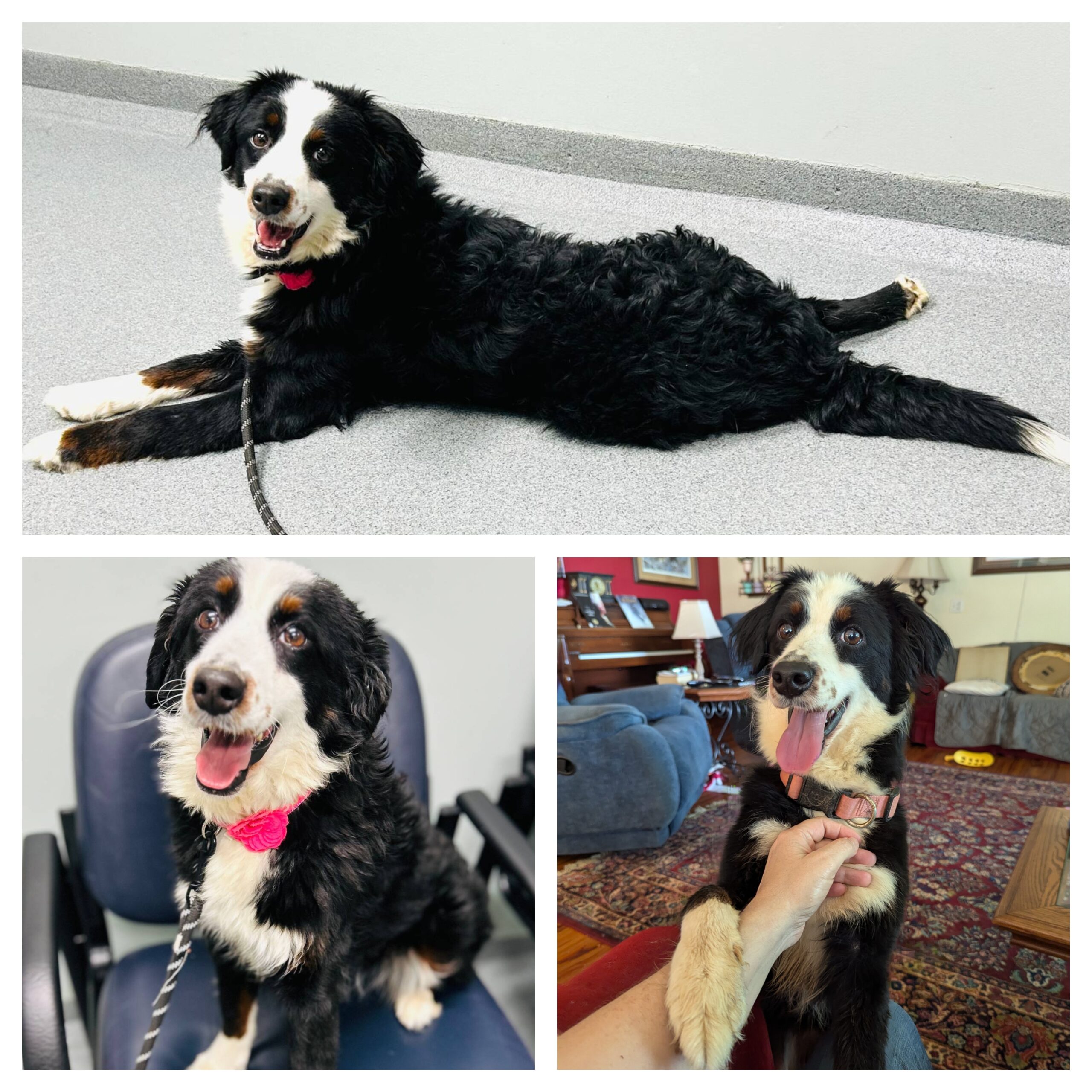 Aspen-multigenerational mini Bernedoodle - Quartz Mountain Doodles